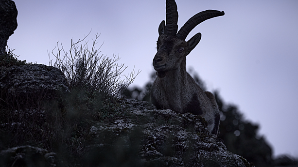 The GOAT of investing - Arian Neiron | Livewire