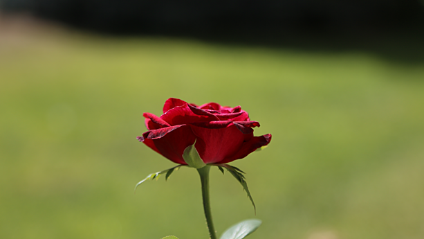 Why understanding this little-known theory can help you make better ...