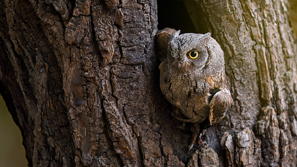 The ‘other’ sector hiding in plain sight - Arian Neiron | Livewire